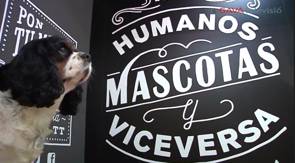 Incorporar un animal a la família · Gavà Televisió